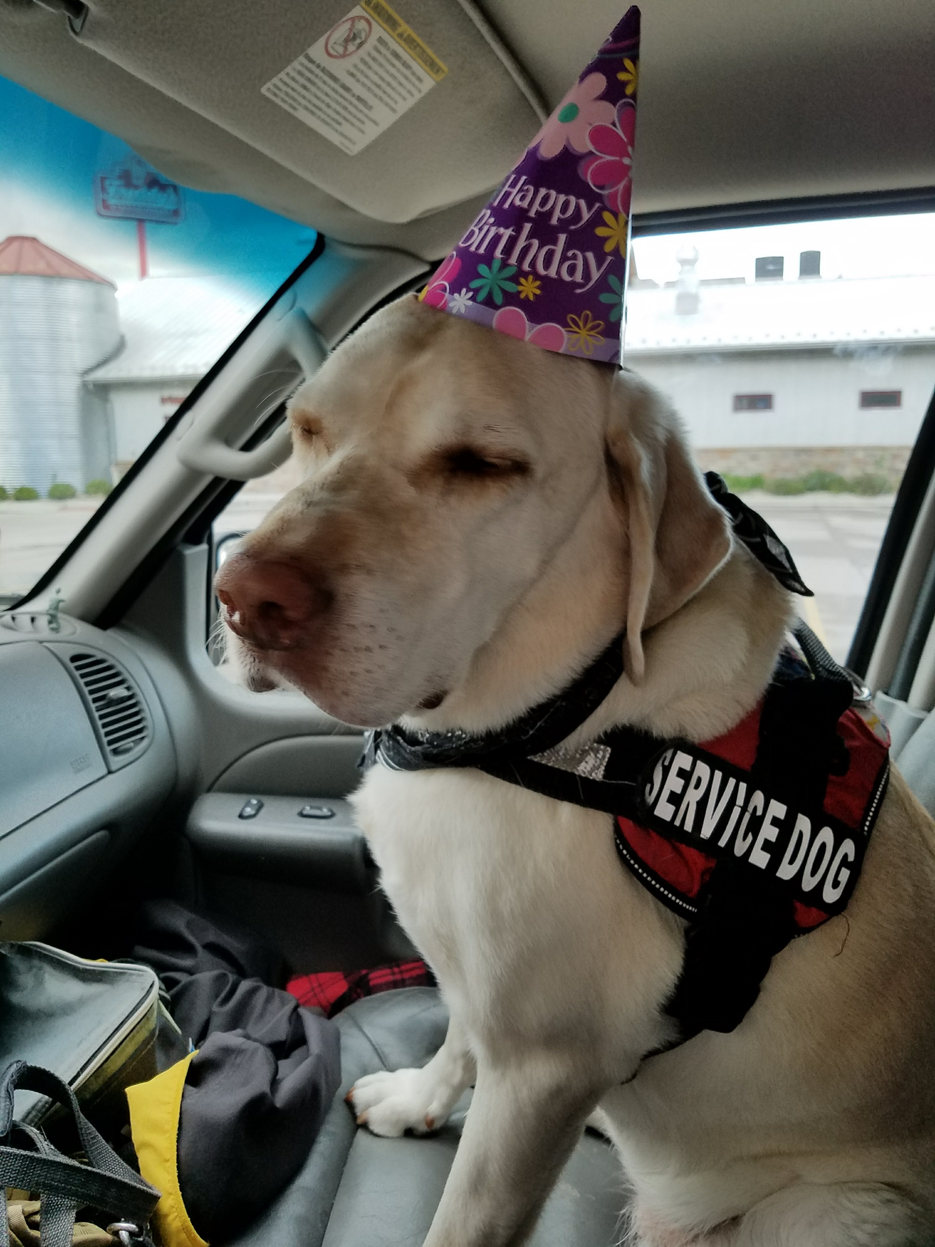 In Memory: Daisy, the Service Dog | GalHunterMidlife